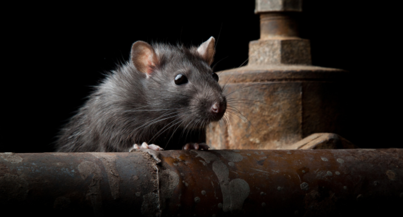 Do I need to replace my RCD? | Quality Electrician